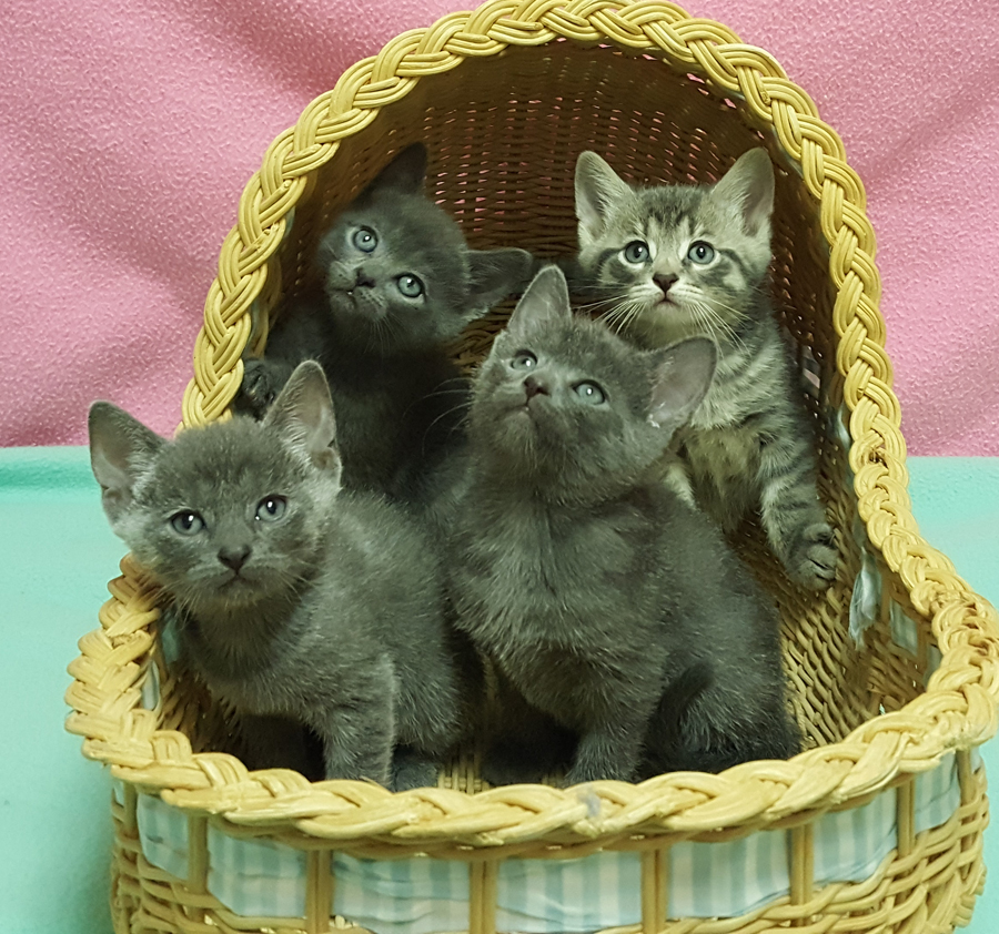 Kitten Adoptions - Happy Cats Haven